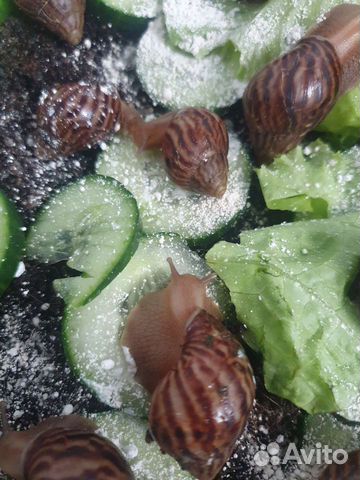 Улитки ахатины бесплатно