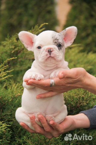 Шикарная малышка французского бульдога