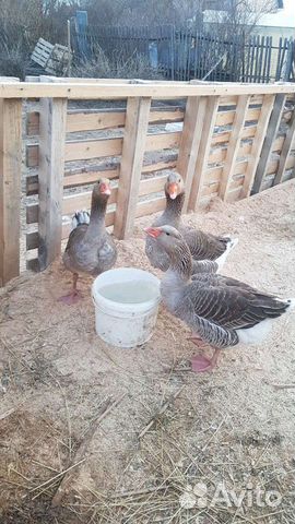 Крупные серые гуси