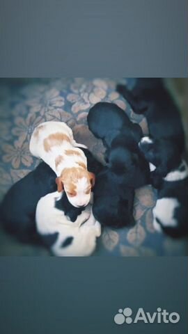 Щенки английского кокер спаниеля