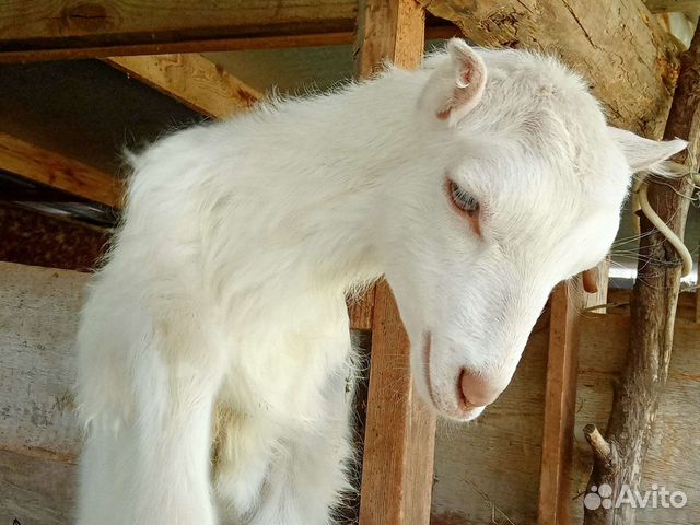 Продам козлика