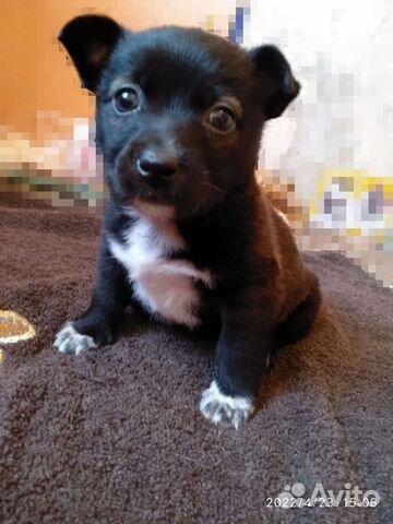 Отдамвдобрыерукищенят.2-Мал,3-Дев(мальбезхвостов