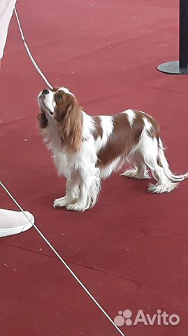 Кавалер кинг чарльз спаниель