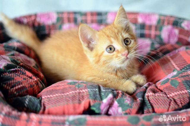 Солнышко ищет дом