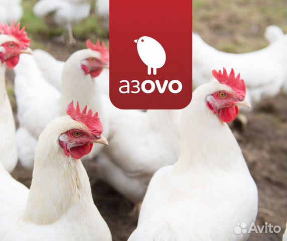 Куры-несушки