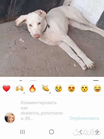 Собака подросток в добрые руки