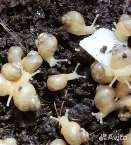 Улитки ахатины