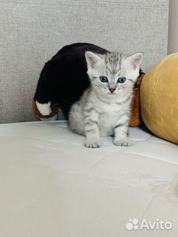 Котята в добрые руки бесплатно