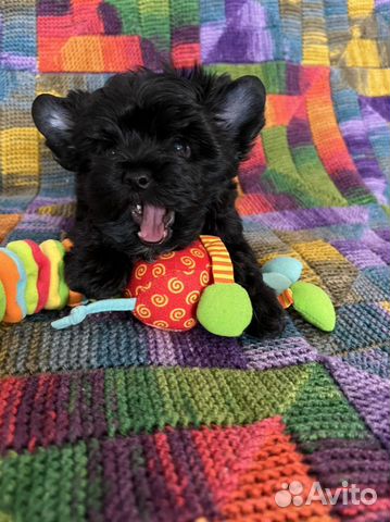 Черный йорк