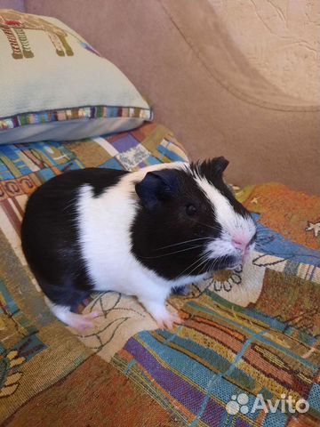 Морские свинки