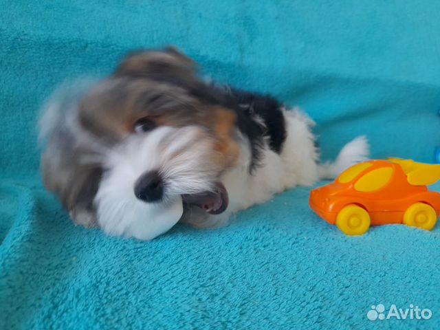 Йоркширский терьер бивер