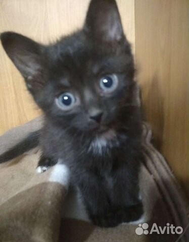 Коията-черныши в добрые руки