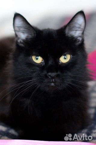 Кошка в дар