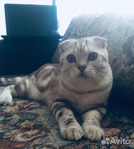 Случка кота