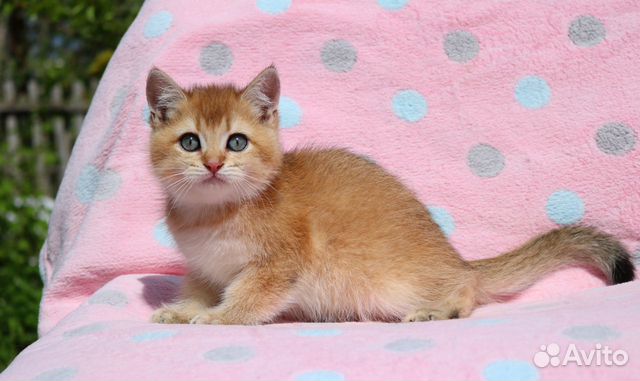 Золотые малыши