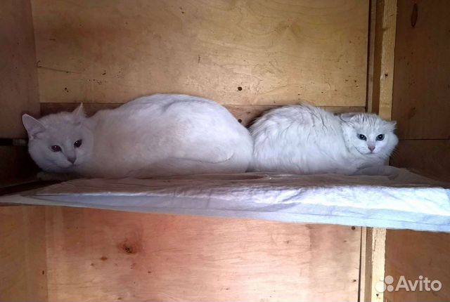 Котики (фенотип турецкой ангоры) ищут дом
