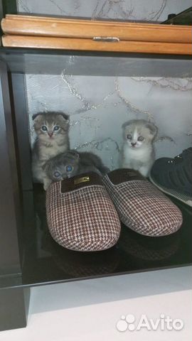 Продаю котят