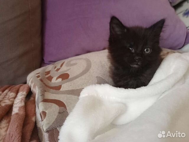 Котенок обычный . Отдам в добрые руки