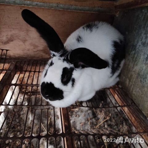 Кролики мясных пород