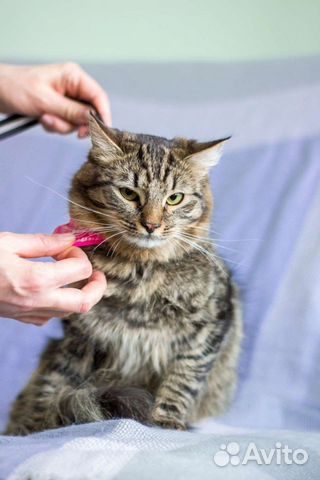 Кошечка-подросток по имени Сандра., 9 месяцев