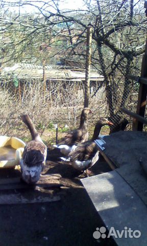 С/х птица (гуси, утки)