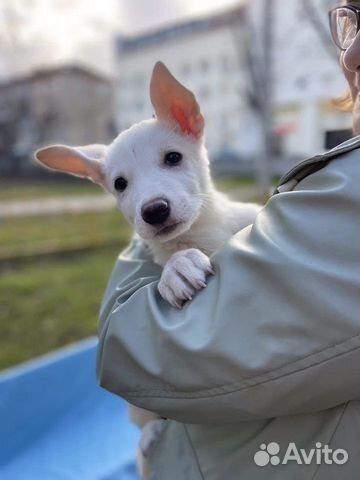 Щенок без породы, 2,5 месяца