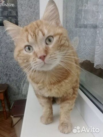 Котик сиротка в добрые руки