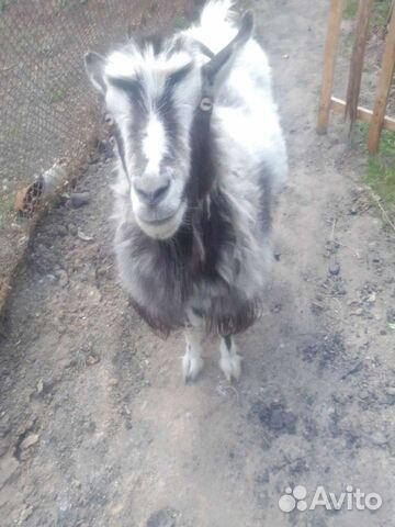 Коза второй год, порода молочная,ей нужен козлик