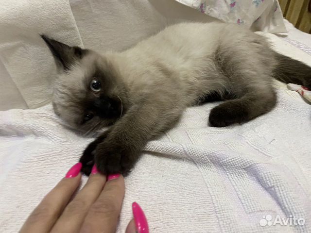 Шотландская прямоухая