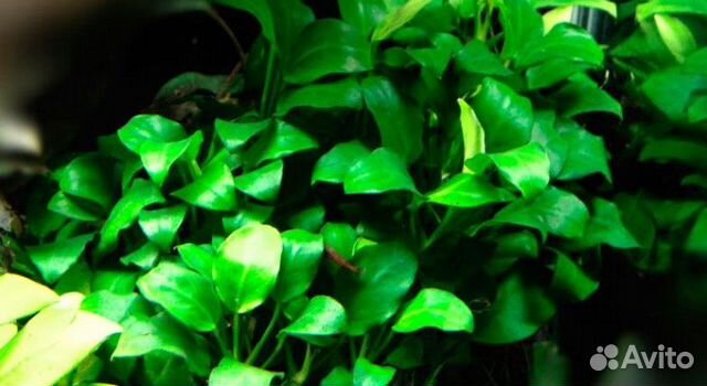 Анубиас нана петит