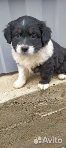 Щенки смесь болонки