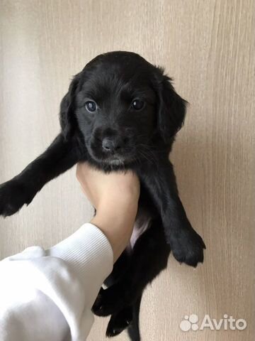 Щенки английского кокер спаниеля