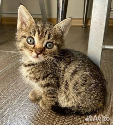 Малышка Розочка