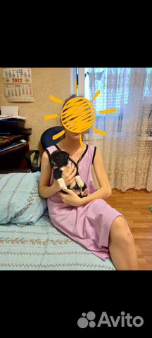 Щенок стаффорда