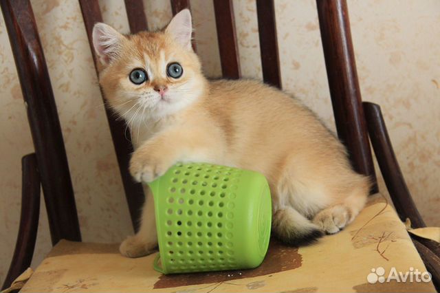 Золотистая шиншилла котик
