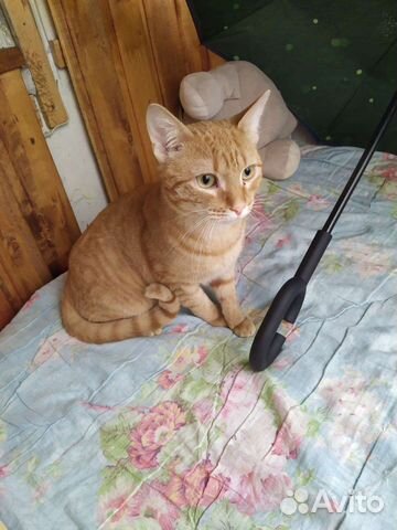 Найден рыжий кот пехотинцев 18
