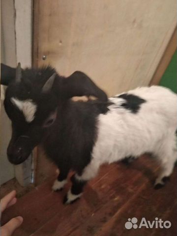 Продажа козлят в количестве 2 штук,цена за штуку