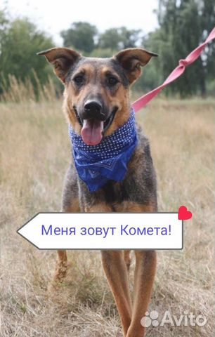 Собака в добрые руки