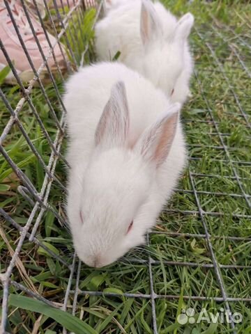 Кролик