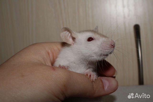 Крысы, крысята