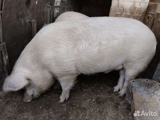 Хряк ландрас