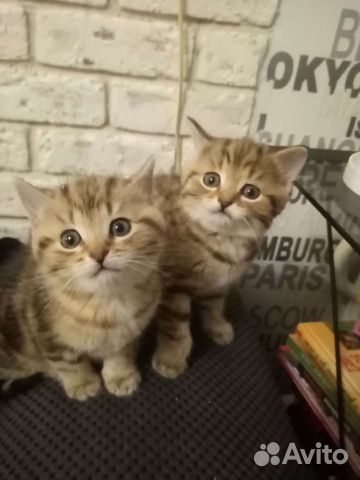 Котята, милые сестрёнки