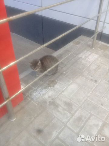 В добрые руки