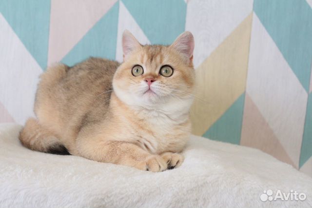 Золотая затушеванная