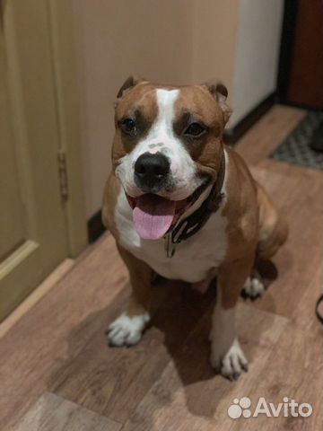 Стаффордширский терьер