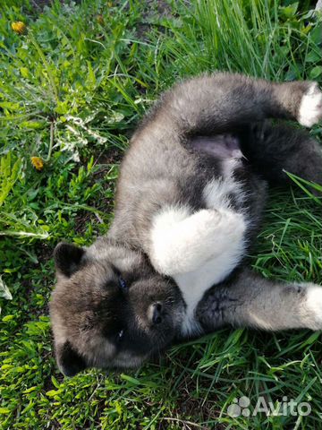 Щенки американской акиты