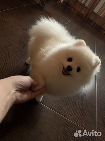 Немецкий шпиц вязка