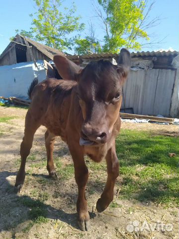 Айширская телка