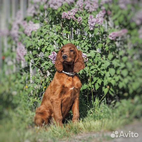 Красные красавцы