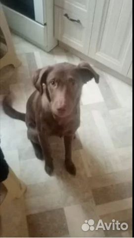 Венгерская выжла